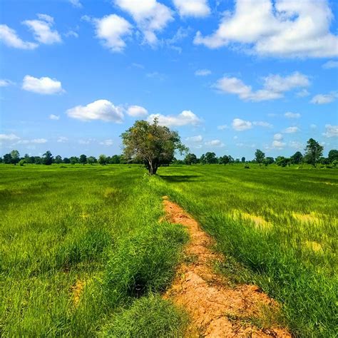 ស្រុក ស្រែ