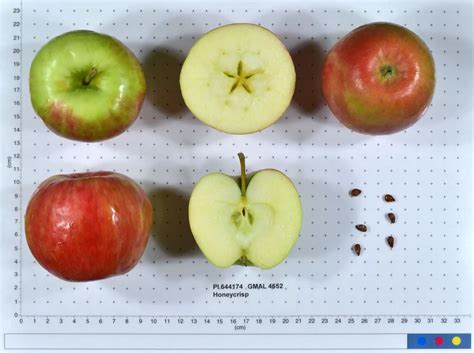 Honeycrisp Apple — Scion Cuttings Rainbow Grove