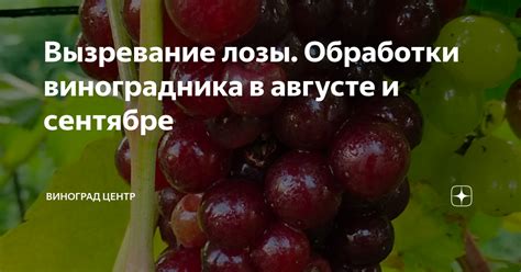 Вызревание лозы Обработки виноградника в августе и сентябре ВИНОГРАД