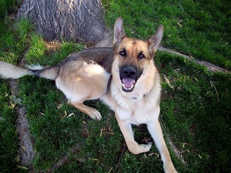 My Favorite Pup Jasmine And The Blogpaws Winner Is