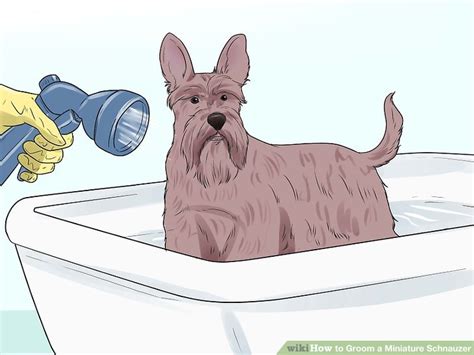 How To Groom A Miniature Schnauzer 13 Steps With Pictures