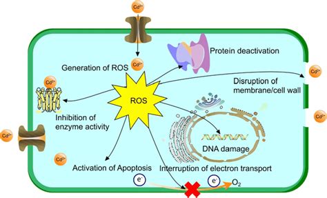 Schematic Diagram Of Cadmium Induced Toxicity In A Cell Download