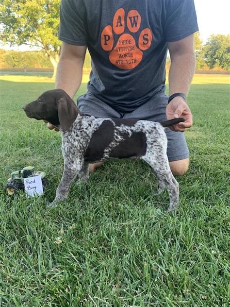 Akc Gsp Pups