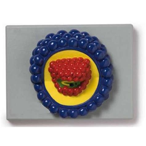 Hiv Virus Model Eduscience Uk Ltd