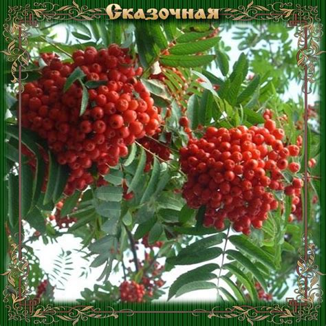 Рябина сортовая (саженцы) — Сад Мордовии