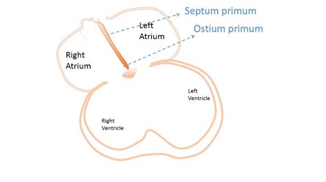 Interatrial Septum