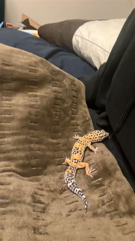 Leopard gecko : r/LeopardGecko