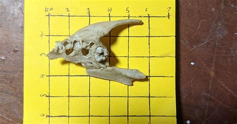 Mystery Bone Found In Toolbag Album On Imgur