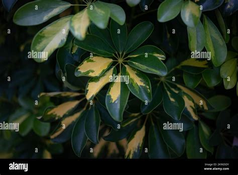 Schefflera Background Variagated Leaves With Yellow Pattern Stock