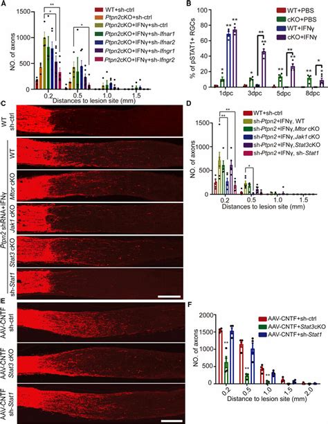 Neuronal Ptpn2 Deletion Sustains Ifnγ Ifngr Stat1 Signaling To Promote