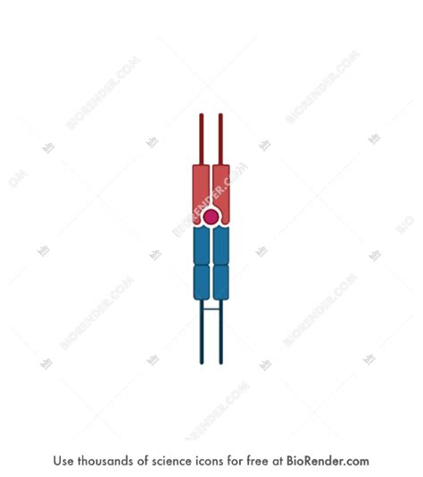 Free Mhc2 Tcr Complex Icons Symbols And Images Biorender