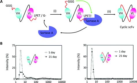 Peptide Protein Based Macrocycles From Biological Synthesis To Biomedical Applications Rsc