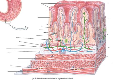 Diagram Of Hlsc 120 Chp 24 Three Dimensional View Of Layers Of