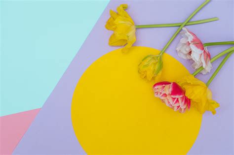 기하학적 배경에 노란색 원 근처 튤립 꽃 미니멀 한 스타일의 꽃 구성 인기 있는 세계 여성의 날 플랫 레이 탑 뷰 컨셉 0명에