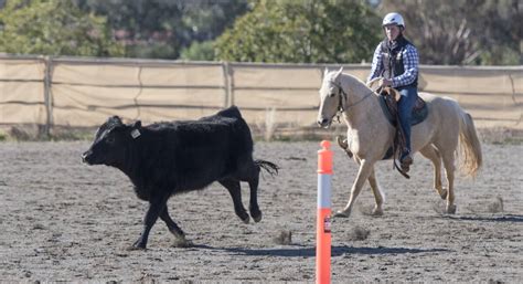 Tamworth And District Campdraft Club Hosts Campdrafting Training Day