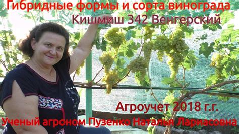 Виноград кишмиш 342 или венгерский (Пузенко Наталья Лариасовна) - YouTube
