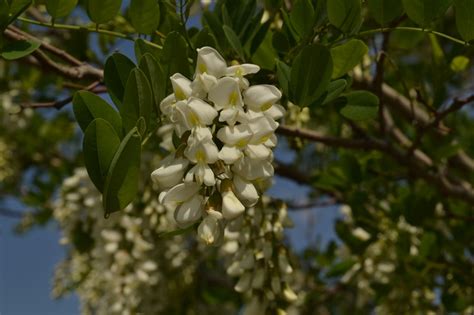 Sweet Smelling Tree With White Flowers