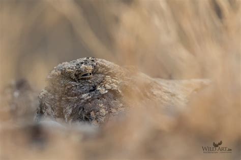 Nightjars Caprimulgidae Gallery Wildart Birds Of Indian