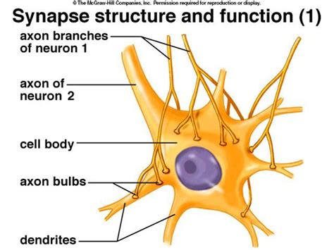 Nervous System Ppt Download