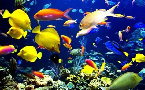 Classification Of Fish Basics Of Taxonomy And Examples Education 2024
