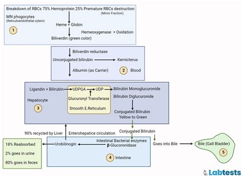 Blood Serum Bilirubin And Urine Bilirubin Tests Normal Range And Blood Serum Bilirubin And Urine Bilirubin Tests Normal Range And