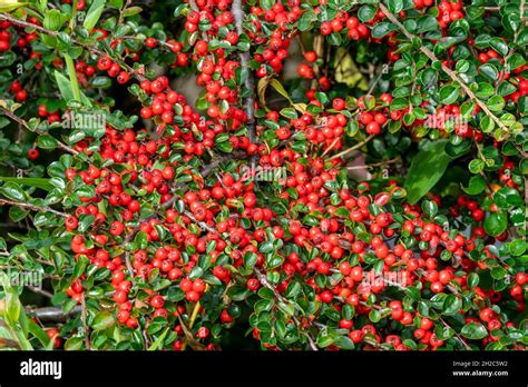 Cotoneaster Horizontalis A Spring Dwarf Spreading Shrub Hedging Plant