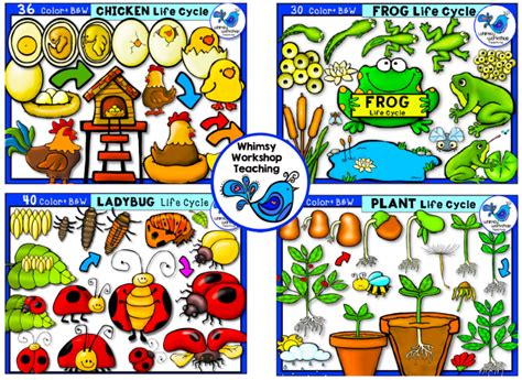 Life Cycle Bundle 2 Whimsy Workshop Teaching