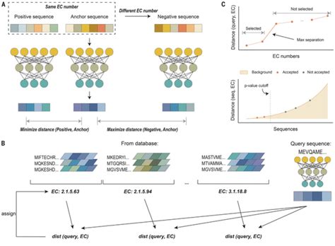 Science 丨预测精度达 86 7 以上，赵惠民团队首次使用对比学习算法预测酶功能，算法工具已在线开放使用 知乎