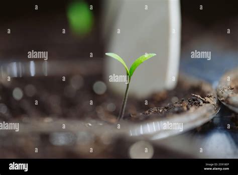 Macro Photo Of Single Seedling Emerging From Soil Stock Photo Alamy