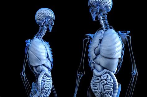 Anatomía Qué es orígenes clasificaciones y usos