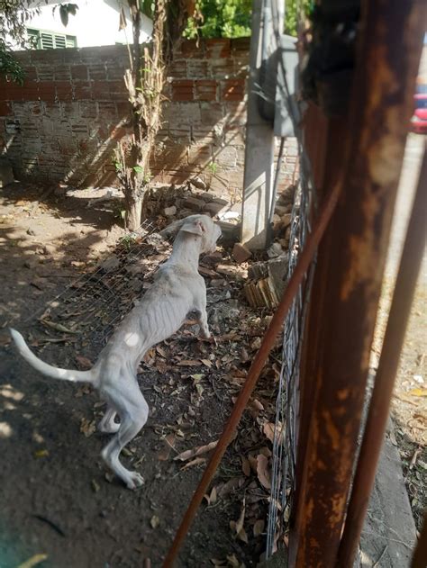 Polícia Civil do RS on Twitter Polícia Civil resgata animais em situação de maus tratos em