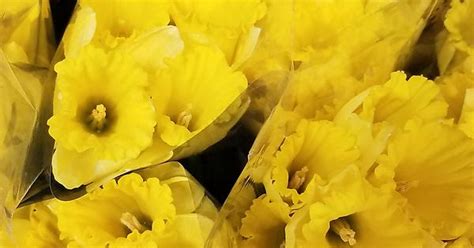 Tens Of Daffodils For 10th Anniversary Album On Imgur