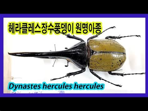 헤라클레스장수풍뎅이 원명아종 Dynastes hercules hercules YouTube