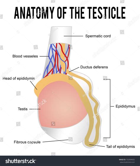 Anatomy Testicle Vector Illustration Basic Medical Stock Vector