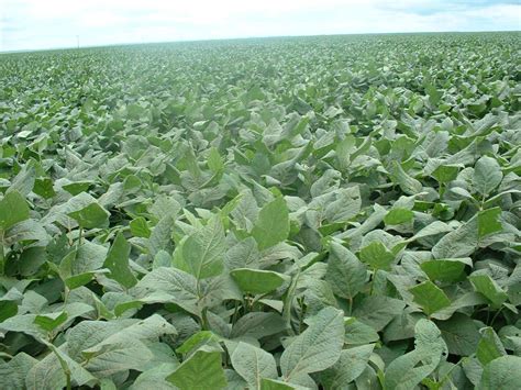 Ourofino Agrociência participa da Show Rural Coopavel Revista Cultivar