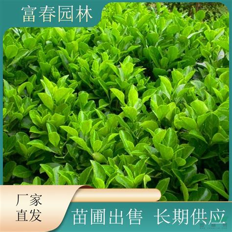 大叶黄杨 花坛花镜园林绿化造景 景区公路隔离带行道树基地种植厂家产地报价单江苏富春园林有限公司