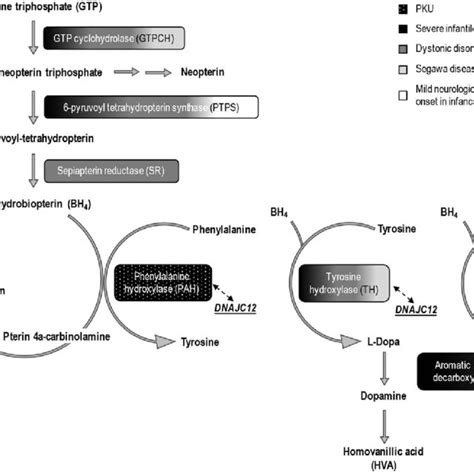 Monoamine Neurotransmitter Metabolism And Related Clinical Phenotypes