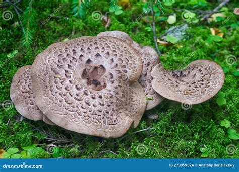Sarcodon Imbricatus Known As The Shingled Hedgehog Scaly Hedgehog Or Scaly Tooth Stock Photo