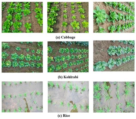 Agriculture Free Full Text Multi Crop Navigation Line Extraction