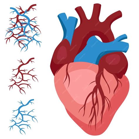 Premium Vector The Human Cardiovascular System For Study In Medical