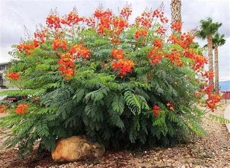 Pruning Mexican Bird Of Paradise