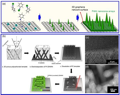 A Schematic Illustration Of Electrodeposition Process Of Pani On The