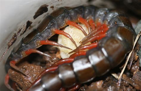 Гигантская сколопендра (Scolopendra gigantea): masterok — LiveJournal