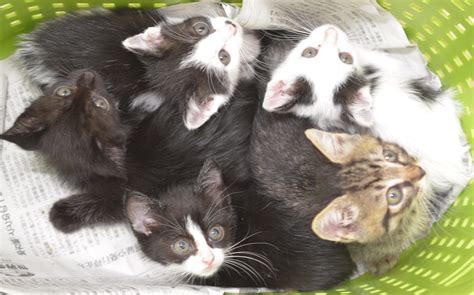 子猫の里親さん募集！ うぬま宿動物病院