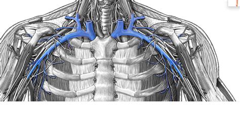 Brachiocephalicvein This Diagram Shows The Veins