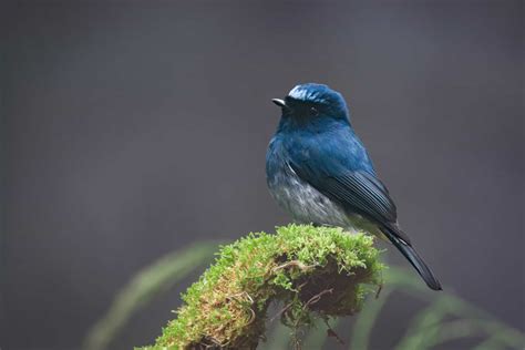 Mass Migration The Reason Birds Are Flocking To Cities