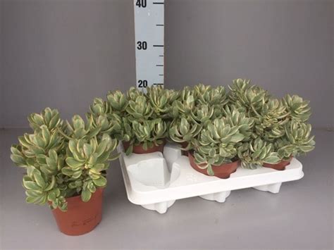Crassula Swaziensis Variegata — Plant Wholesale Floraccess