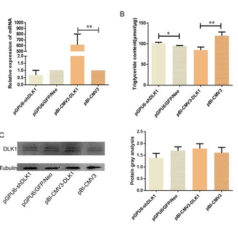 The Dlk1 Gene Interference Vectors And Overexpression Vectors Primer