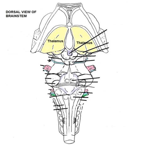 Dorsal Brainstem Diagram Quizlet
