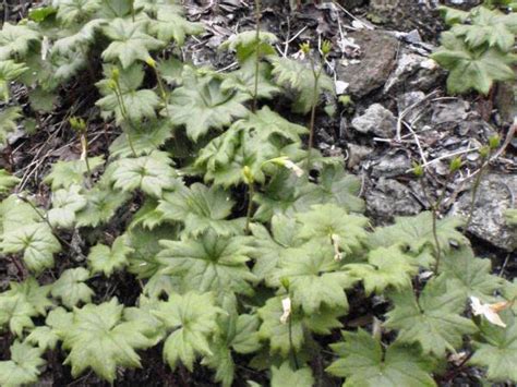 Teshio Primrose